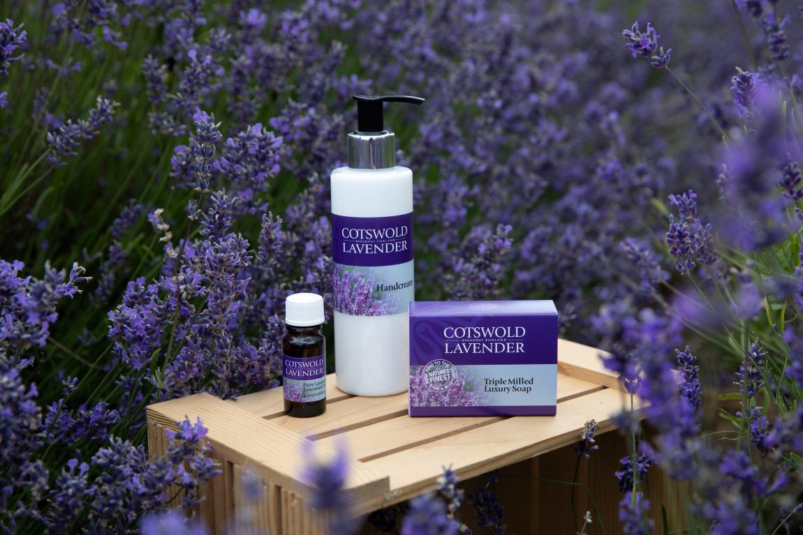 Visit and Explore Our Lavender Fields – Cotswold Lavender