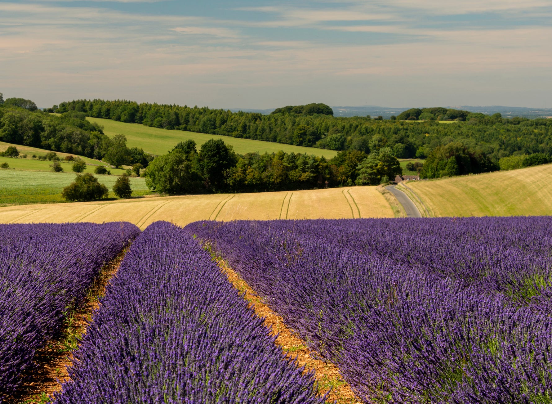 Visit and Explore Our Lavender Fields – Cotswold Lavender