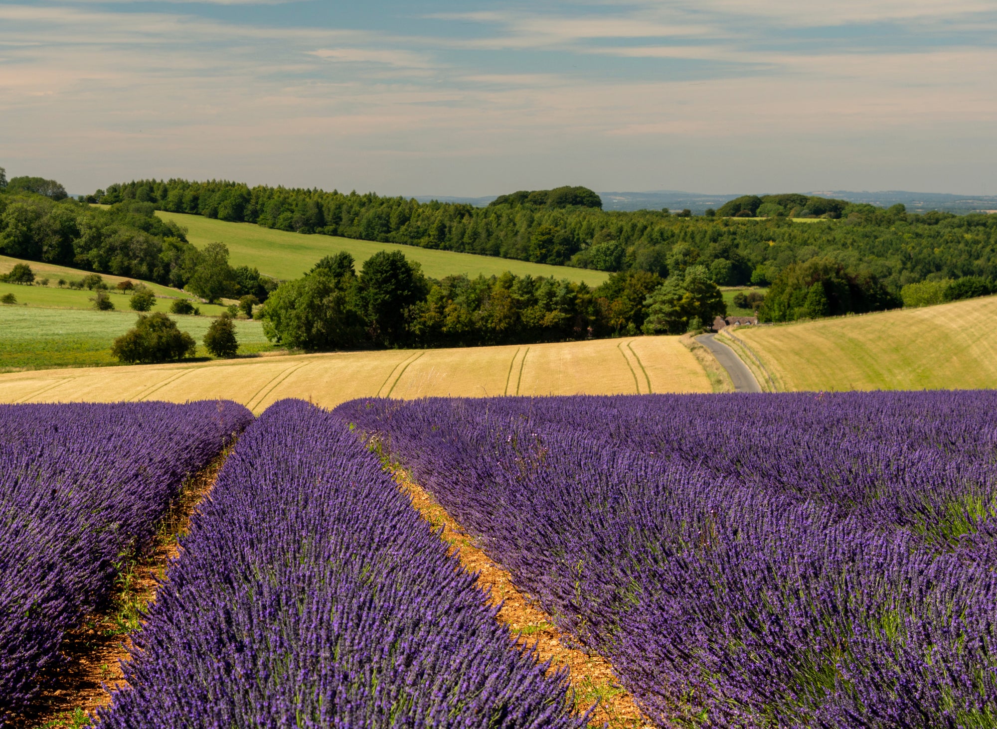 Visit and Explore Our Lavender Fields – Cotswold Lavender